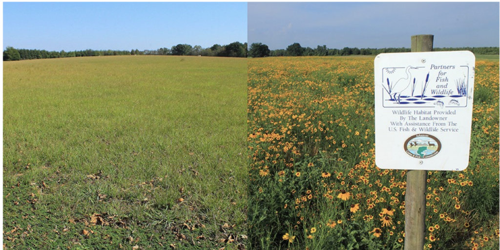 Restoration – Conservation Techniques