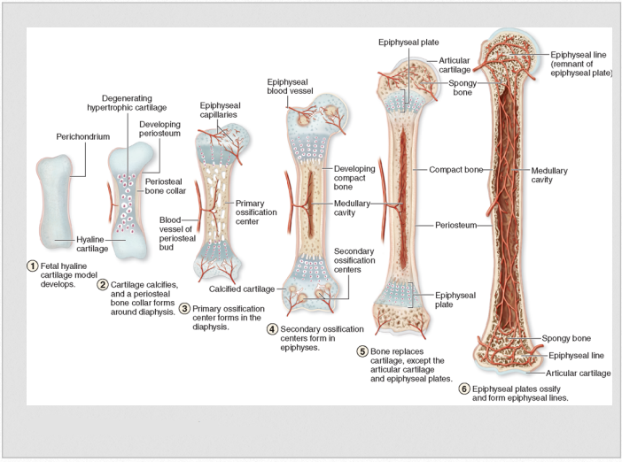 Development & Changes of the Skeletal System – A Primer for ...