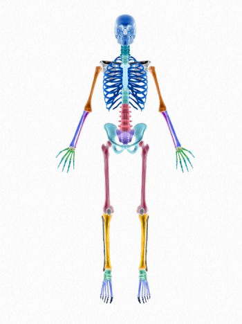 Development & Changes of the Skeletal System – A Primer for ...