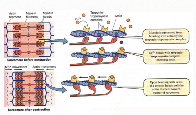 Development & Changes of the Muscular System – A Primer for ...