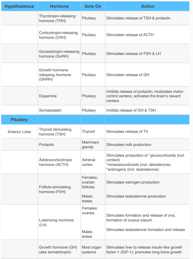 Development & Changes of the Endocrine System – A Primer for ...