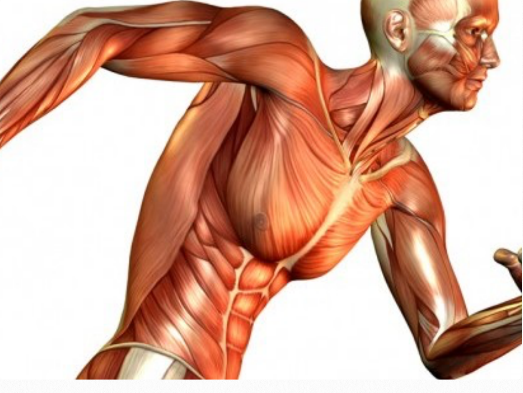 Development & Changes of the Muscular System – A Primer for ...
