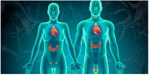 Development & Changes of the Endocrine System – A Primer for ...