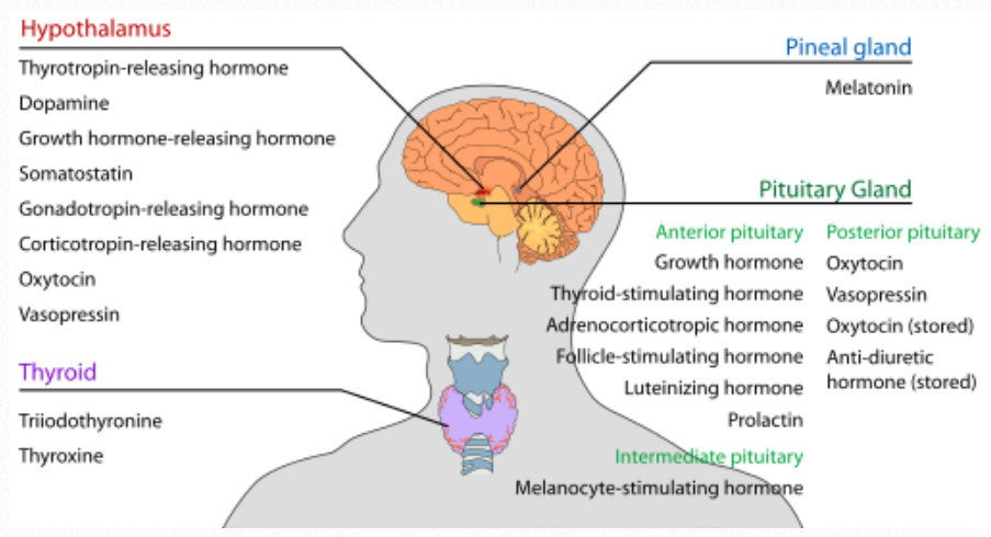 Development & Changes of the Endocrine System – A Primer for ...