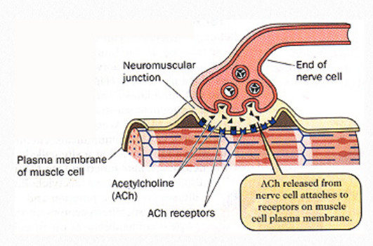 Development & Changes of the Muscular System – A Primer for ...