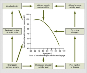 Development & Changes of the Muscular System – A Primer for ...