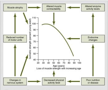 Development & Changes of the Muscular System – A Primer for ...