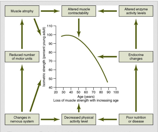 Development & Changes of the Muscular System – A Primer for ...
